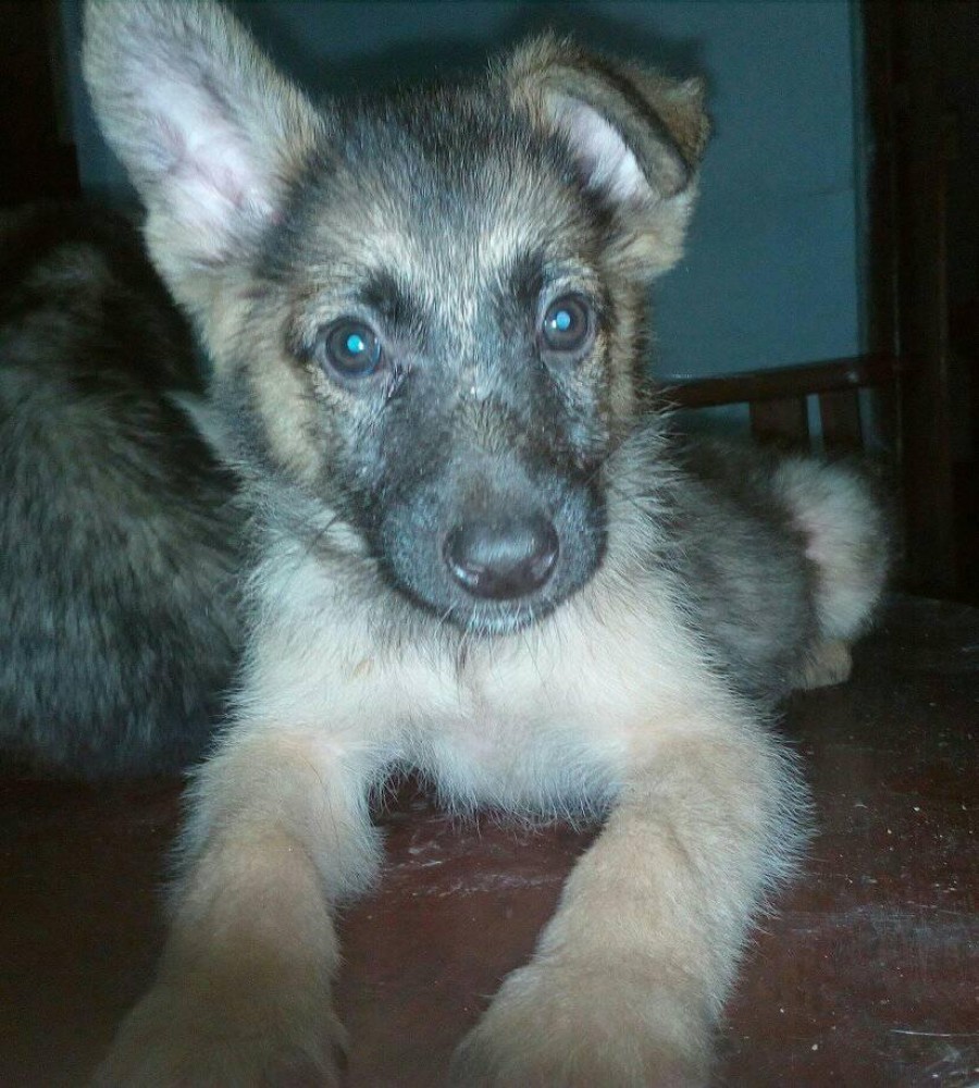 German Shepherd Puppies for sale, Kandy